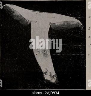 Gills and stipe Agaricus campestris Stock Photo - Alamy