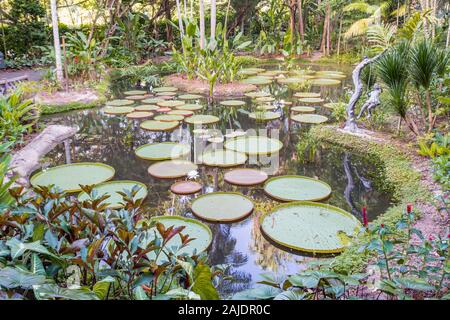 Singapore, Botanic Gardens, water feature Stock Photo - Alamy