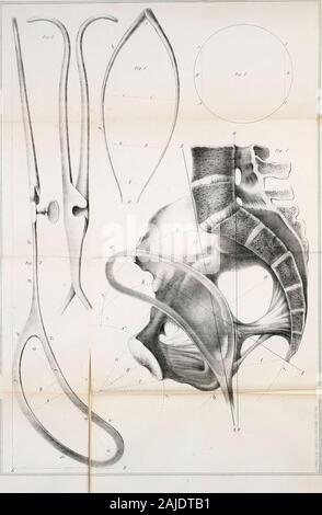 . Middle section through the pelvis, showing the organs : a, pelvis; b ...