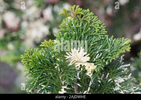 Chamaecyparis obtusa 'Baldwin's Variegated' - hinoki cypress Stock ...