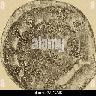 Wood Borer Beetle galleries in a dead tree at Staircase, Olympic ...