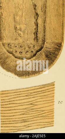 Prodromus of the paleontology of Victoria; or, Figures and descriptions ...