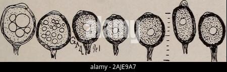 RUST (UROMYCES CARYOPHYLLINUS) ON CARNATION PLANT (DIANTHES). FUNGAL ...