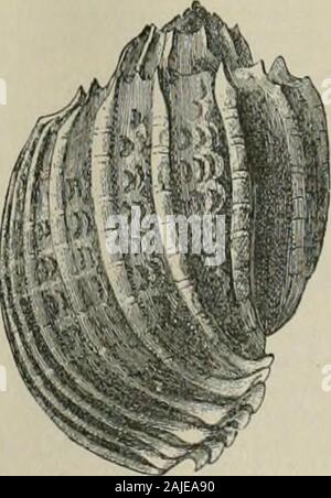 Indian Harp Shell Stock Photo - Alamy