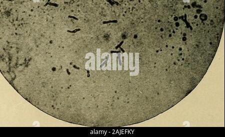 Classification of Bacilli Bacteria Stock Photo - Alamy