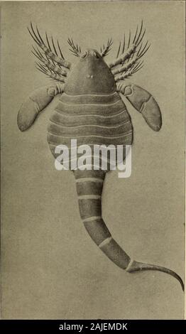 Annual report . Life-size panel restoration of Stylonurus excelsior ...