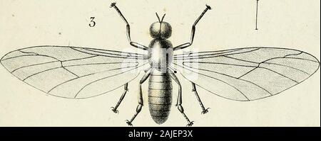 Diptères exotiques nouveaux ou peu connus, Paris, Roret, 1838-1843 ...