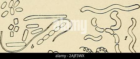 . Fig. I. Bacteria. a. Rod shaped, h. coccus, c. spirillum, d. plate ...