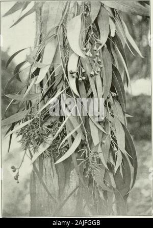 Eucalyptus siderophloia in 'Eucalypts cultivated in the United States ...