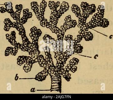 Anatomy of a bronchus: the left bronchial tree with the main bronchi ...