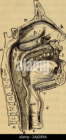 Anatomy, physiology and hygiene . B Fig. 42. A, normal foot, proper ...