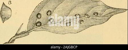 Black olive scale on oleander Stock Photo - Alamy