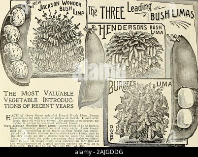 Beans Lima bush Jackson Wonder butterbean antique heirloom vegetable ...