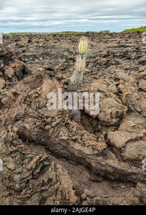 The volcanic landscape at Punta Moreno on Isabela island, Galapagos ...