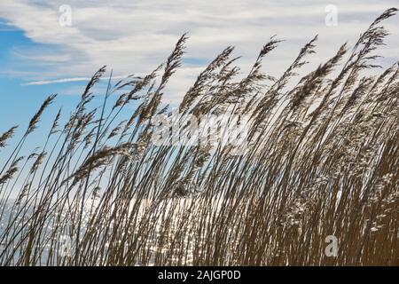 Waving brown reed at sunset in front of a lake and a cloudy sky in ...