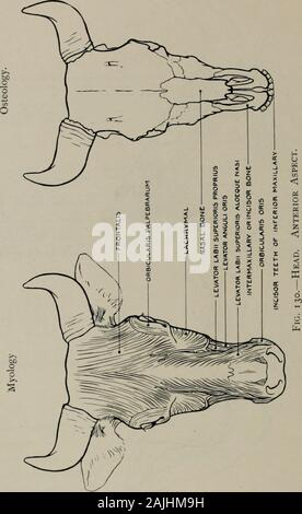 Modelling; a guide for teachers and students . EXTERNAL OCCIPITAL ...