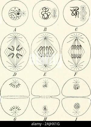 Cells division, Cell divides into two cells, biology and medicine ...