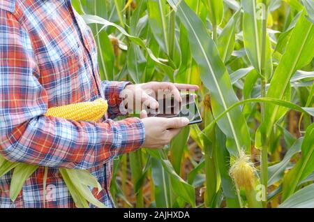 Farmers plant summer corn using no-till precision seeders in Dacang ...