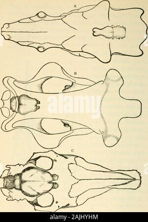. Evolution and its relation to religious thought . Fig. 54.—Bird-stage ...