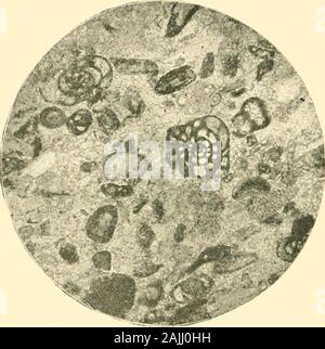 The foraminifera: an introduction to the study of the protozoa . LAGENA ...