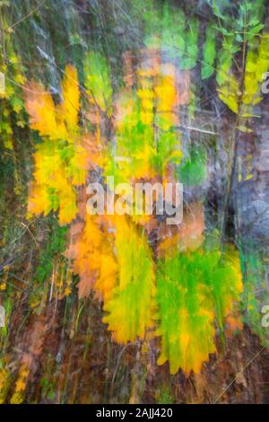 Oak, Hayedo Monte Real, Ajamil de Cameros, Cameros, La Rioja, Spain ...