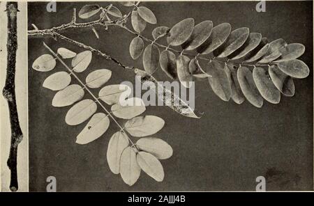 Clammy Locust Tree Flowers, Robinia viscosa, Fabaceae, South East USA ...