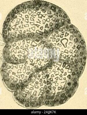 Foraminifera in sand Stock Photo - Alamy