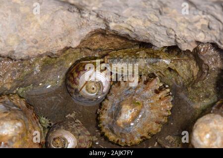 Great sea-slater, Sea slater, Quay-louse, Sea roach, Littoral Stock ...