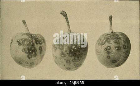 The San José scale-insect : its appearance and spread in Connecticut ...