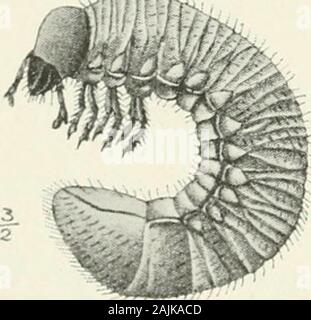 The larvae of the may beetle (Melolontha). Beetle larvae on the mirror ...