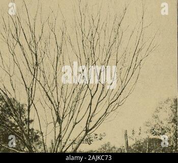 San Jose scale insect pest encrusting branch on apple tree Stock Photo ...