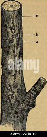 The San José scale-insect : its appearance and spread in Connecticut ...