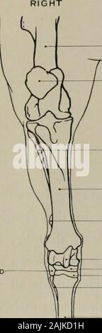 Modelling; a guide for teachers and students . FEMUR PATELLA FIBULft ...