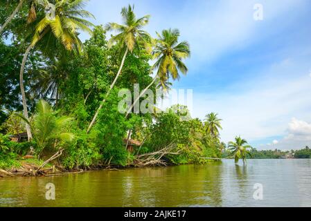 Jungle on shore tropical lake Stock Photo - Alamy