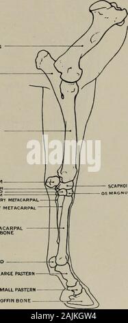 Modelling; a guide for teachers and students . D PHALANX OR ...