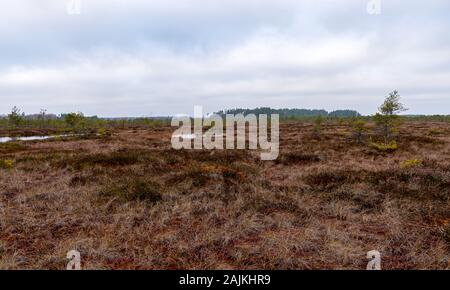 gloomy swamp landscape, grass, colorful moss and swamp pines, swamp ...