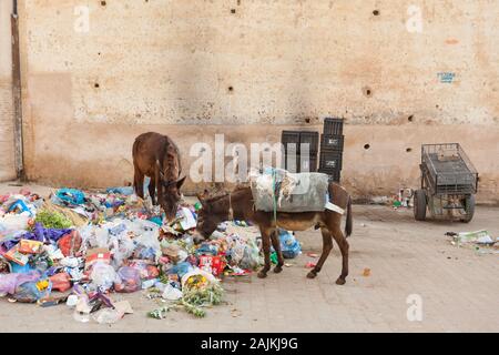 Donkeys searching for food waste in the pile of garbage near city walls ...