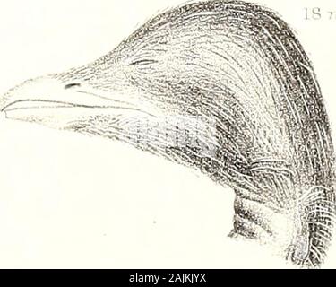 On the morphology of the duck and the auk tribes . ib.