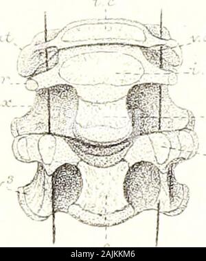 On the morphology of the duck and the auk tribes . avity. ?lie ...