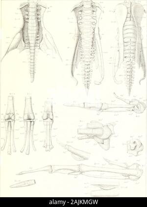 On the morphology of the duck and the auk tribes . 4. 15 ?«*?-- a •? x ...