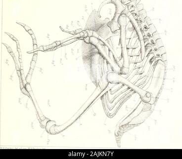 On the morphology of the duck and the auk tribes . avity. ?lie ...
