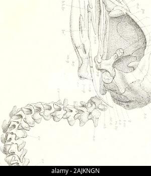 On the morphology of the duck and the auk tribes . 4. 15 ?«*?-- a •? x ...
