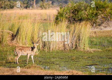 Male Common Reedbuck, Redunca arundinum, Bushman Plains, Okavanago ...