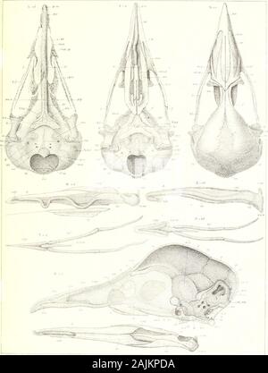 On the morphology of the duck and the auk tribes . 4. 15 ?«*?-- a •? x ...