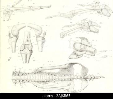 On the morphology of the duck and the auk tribes . ib.