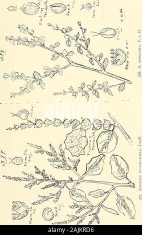 Old man saltbush (Atriplex nummularia) is an evergreen shrub native to ...