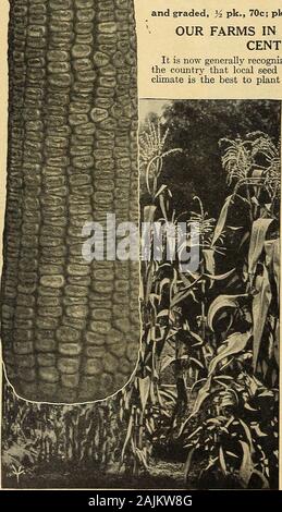 little corns are growing Stock Photo - Alamy