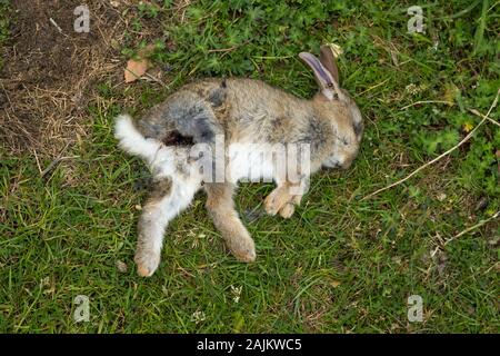 Dead Rabbit Stock Photo - Alamy