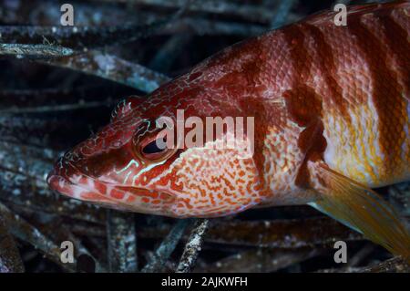 Painted comber (Serranus scriba) macro fish portrait in Mediterranean ...
