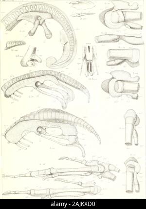 On the morphology of the duck and the auk tribes . 4. 15 ?«*?-- a •? x ...